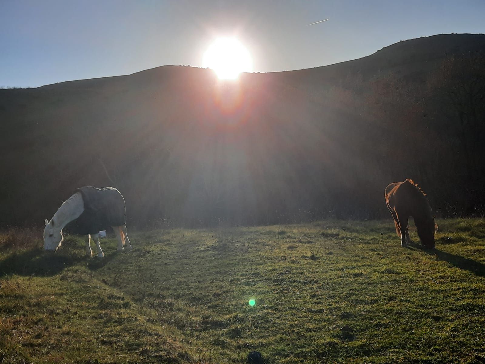 Etude marché équin | SurveyPlanet